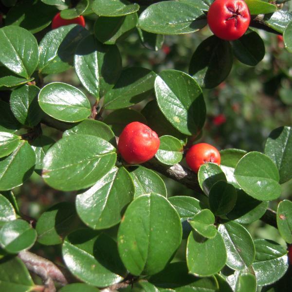 Gewöhnliche Zwergmispel - Cotoneaster integerrimus | Bienenroute